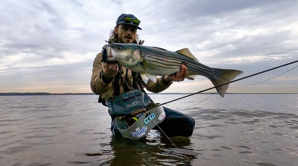 Striped Bass 101 – The Basics - renegadeflyrods